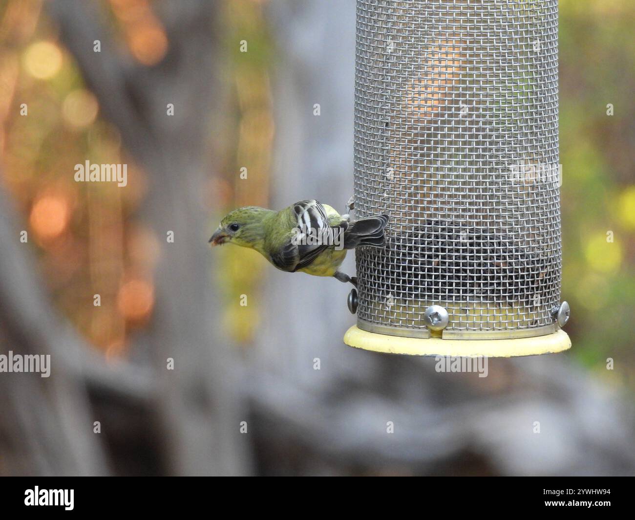 Lesser Goldfinch (Spinus psaltria Stock Photo - Alamy