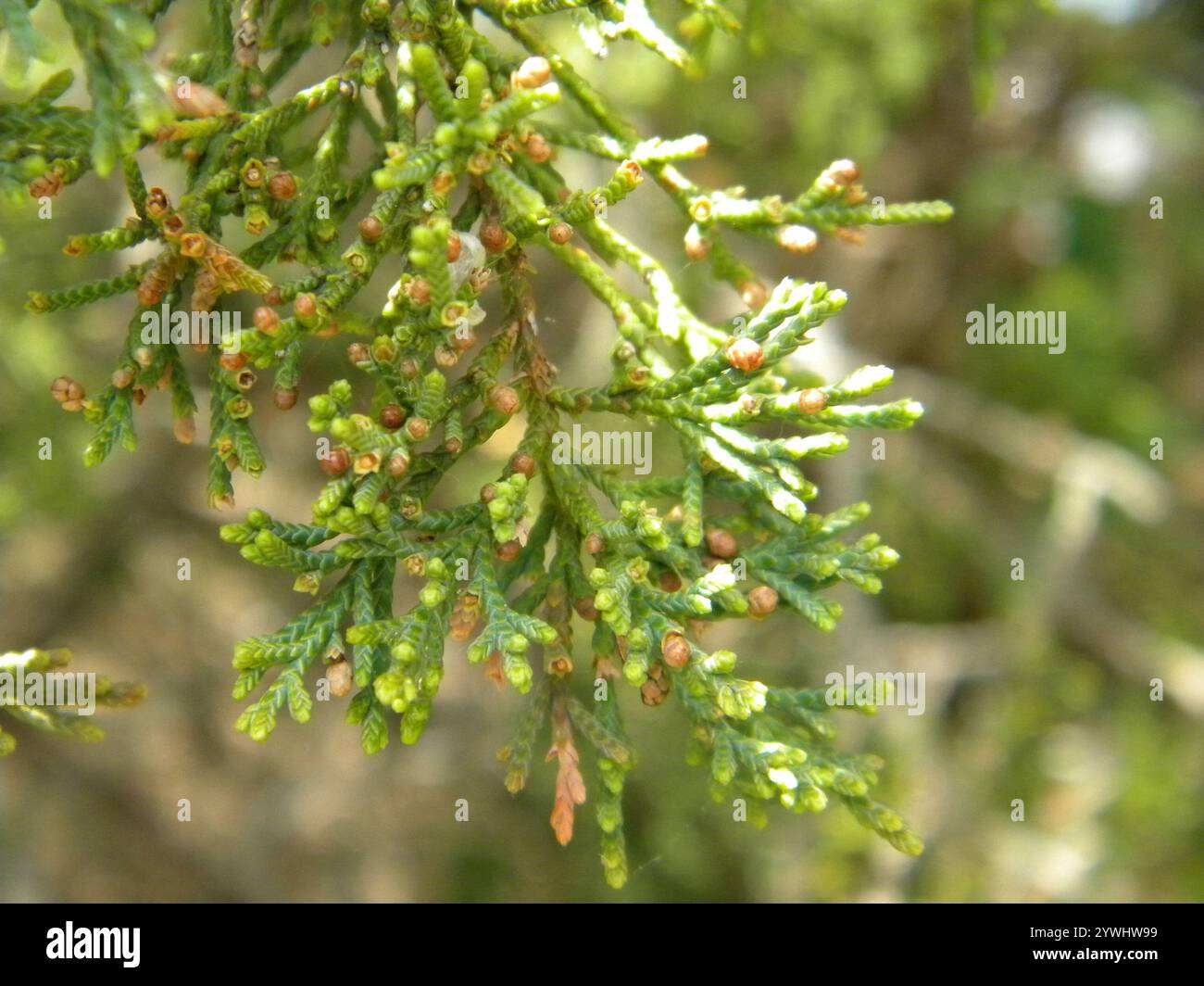 eastern redcedar (Juniperus virginiana Stock Photo - Alamy