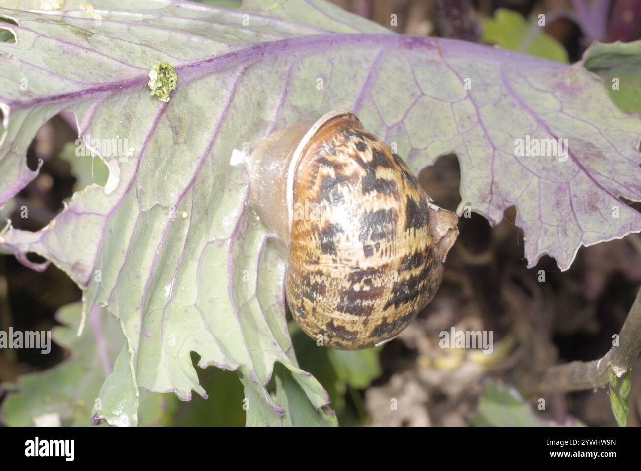 Garden Snail (Cornu aspersum Stock Photo - Alamy