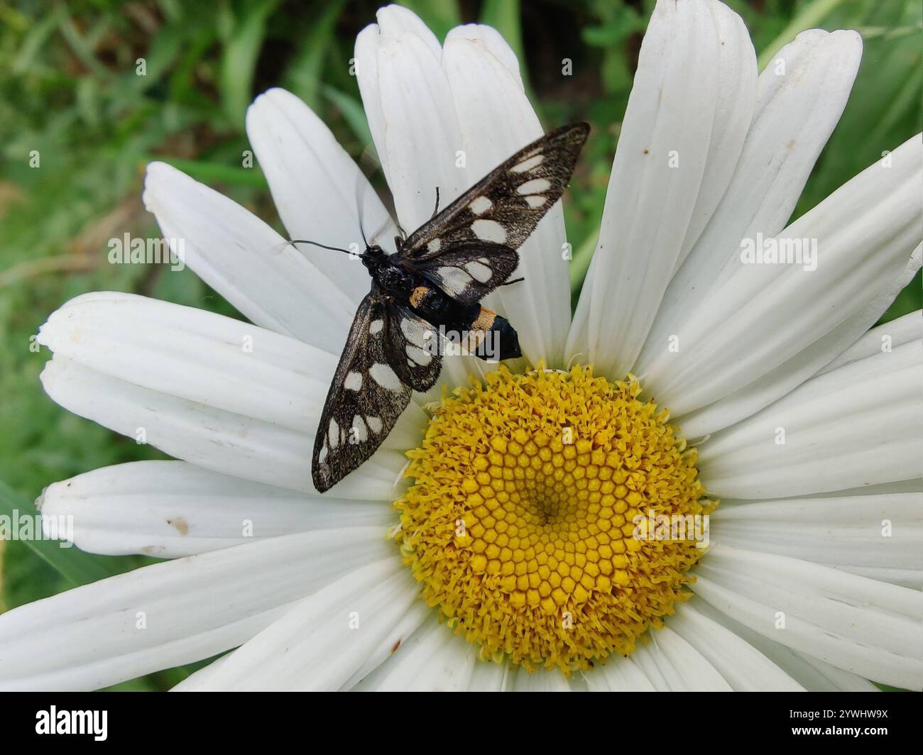Nine-spotted Moth (Amata phegea Stock Photo - Alamy