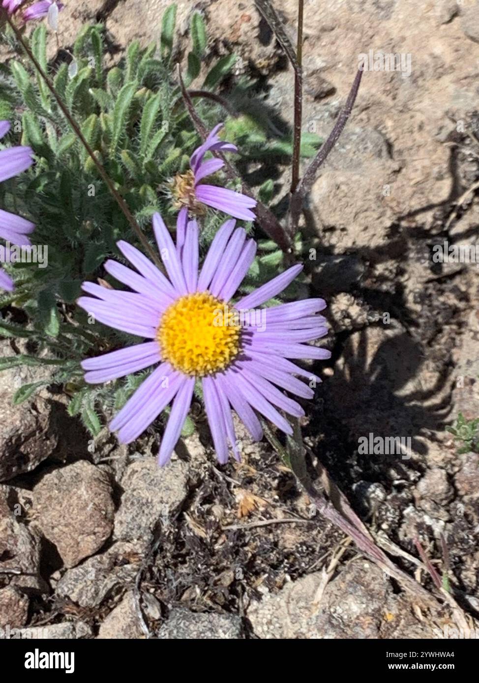 Hairy fleabane hi-res stock photography and images - Alamy