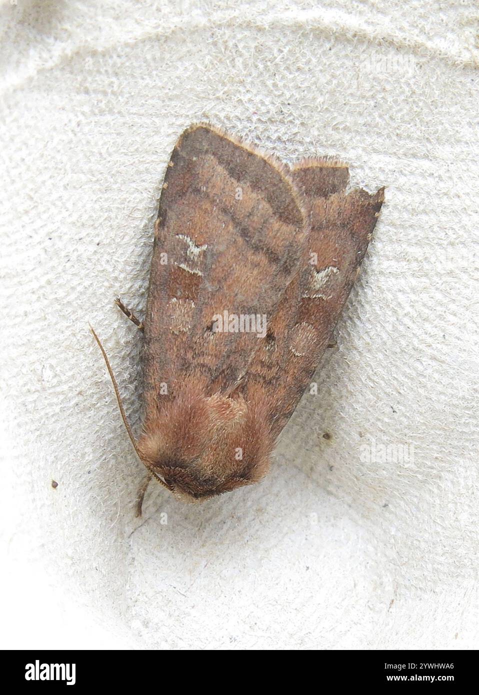Small Square-spot (Diarsia rubi Stock Photo - Alamy