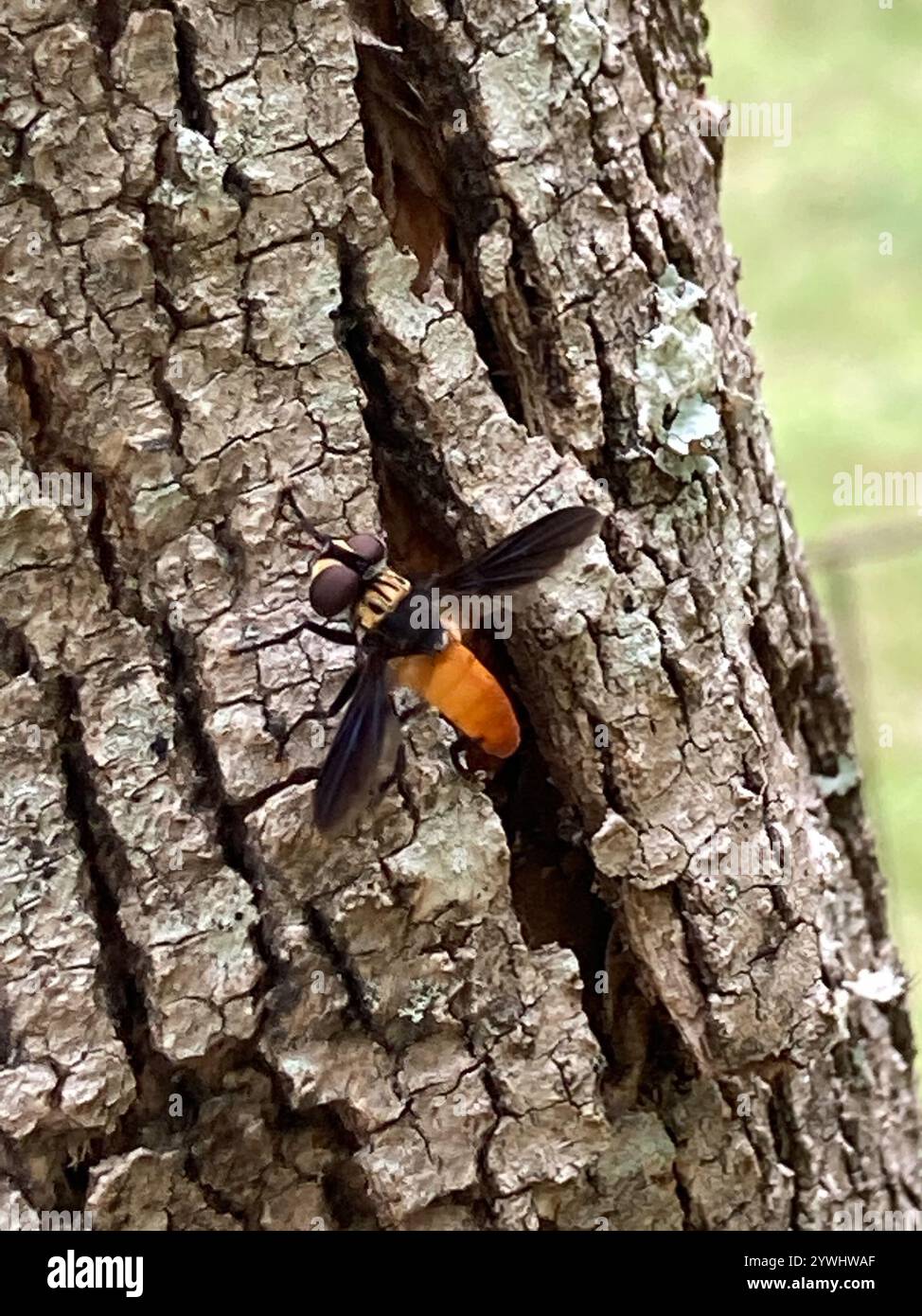 Swift Feather-legged Fly (Trichopoda pennipes Stock Photo - Alamy