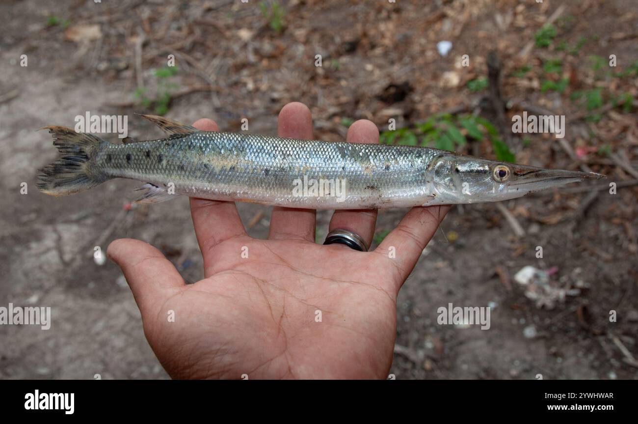 Spotted Pike-characin (Boulengerella maculata Stock Photo - Alamy