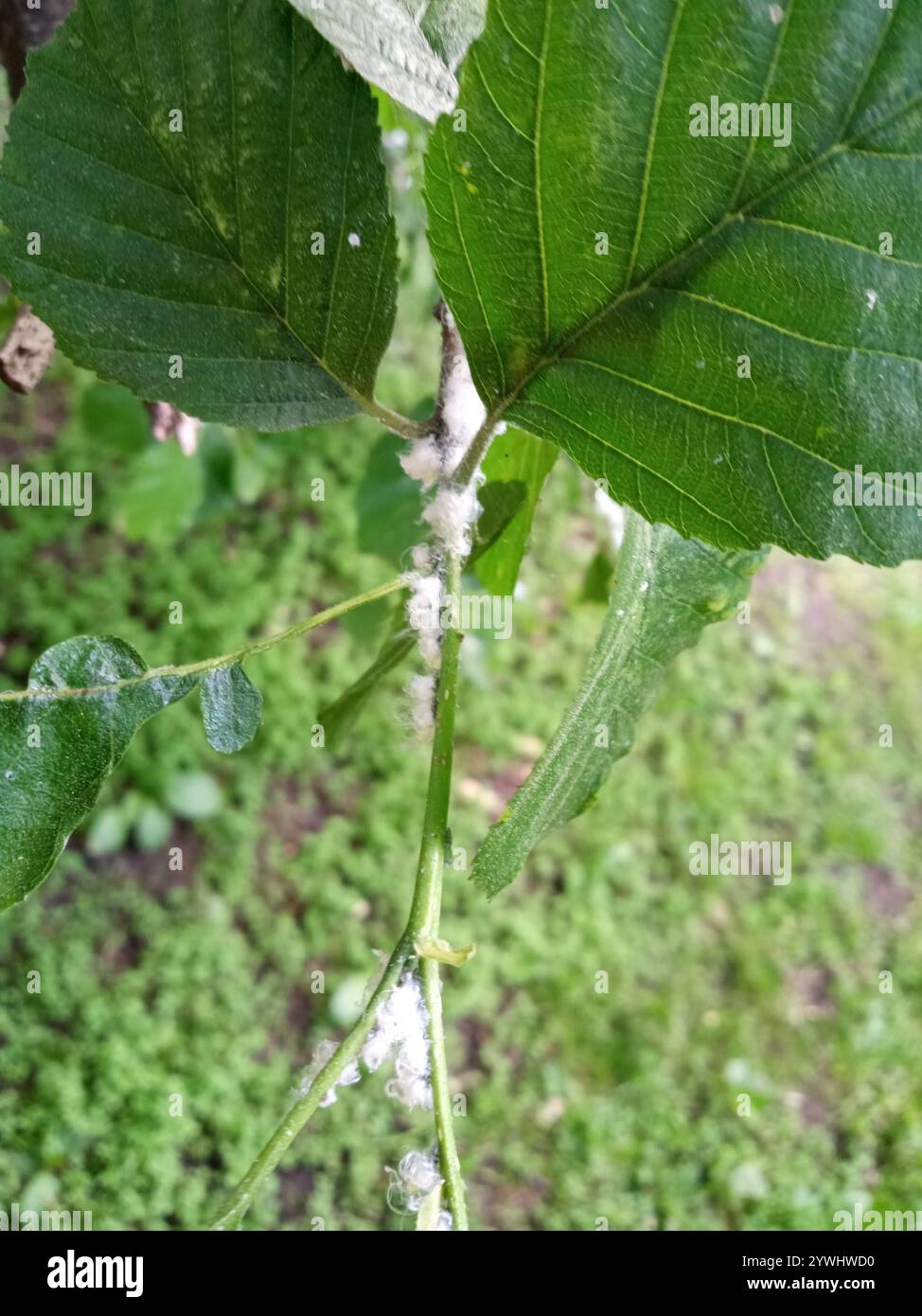 Psylloidea hi-res stock photography and images - Alamy