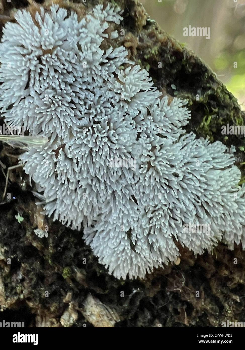 Common Coral Slime (Ceratiomyxa fruticulosa Stock Photo - Alamy