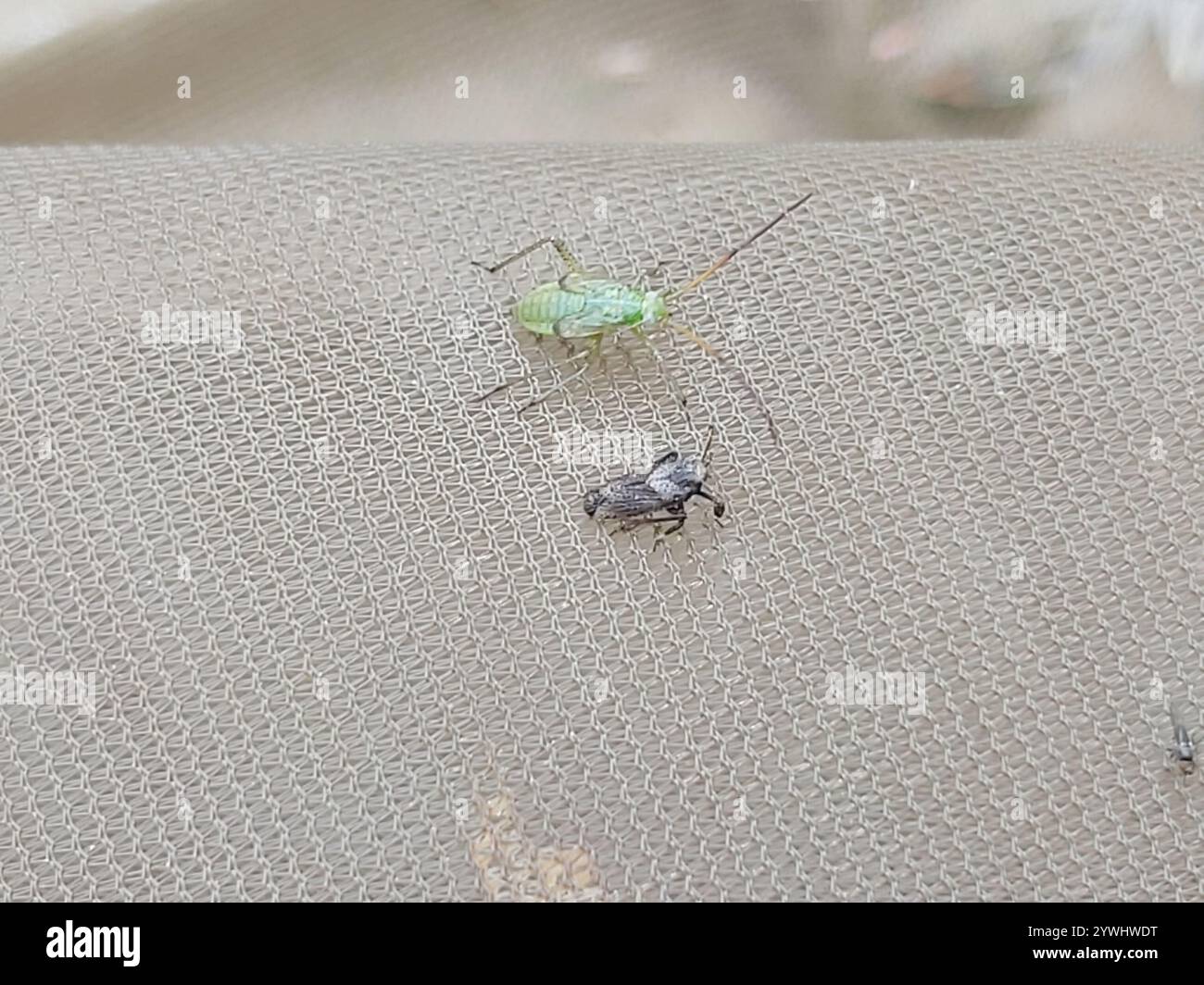 True Hoppers (Auchenorrhyncha Stock Photo - Alamy