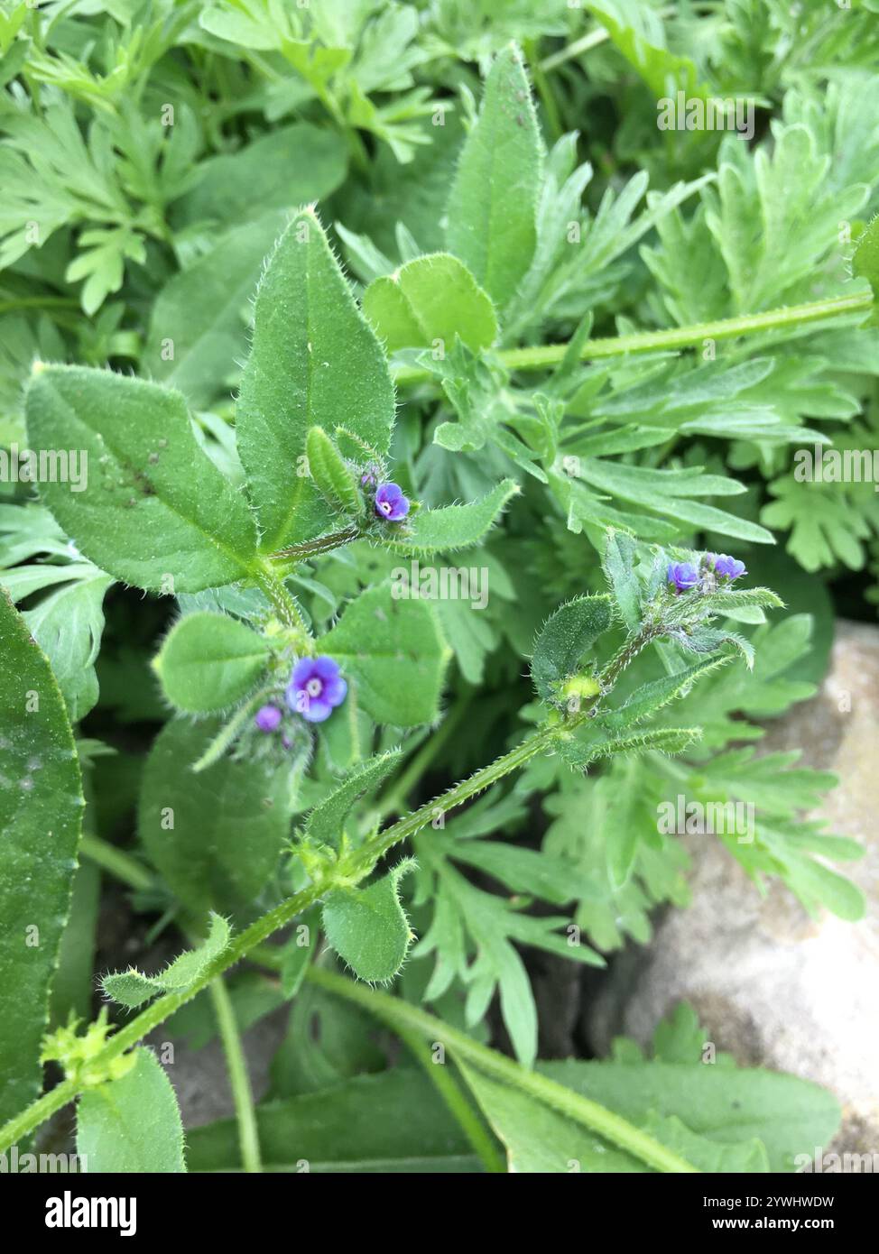 Asperugo procumbens hi-res stock photography and images - Alamy