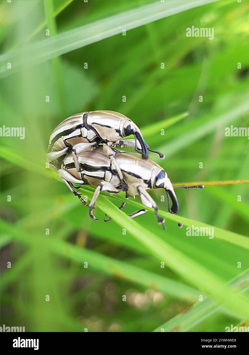 Clay-colored Billbug (Sphenophorus aequalis Stock Photo - Alamy