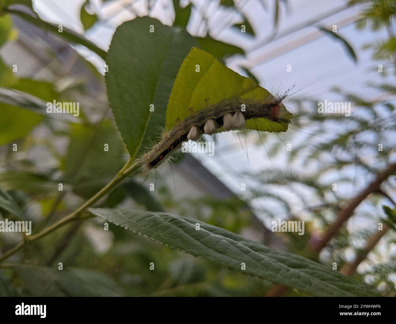 White-marked Tussock Moth (Orgyia leucostigma Stock Photo - Alamy