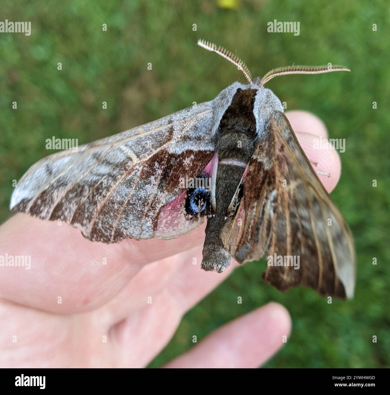 Western Eyed Sphinx (Smerinthus ophthalmica Stock Photo - Alamy