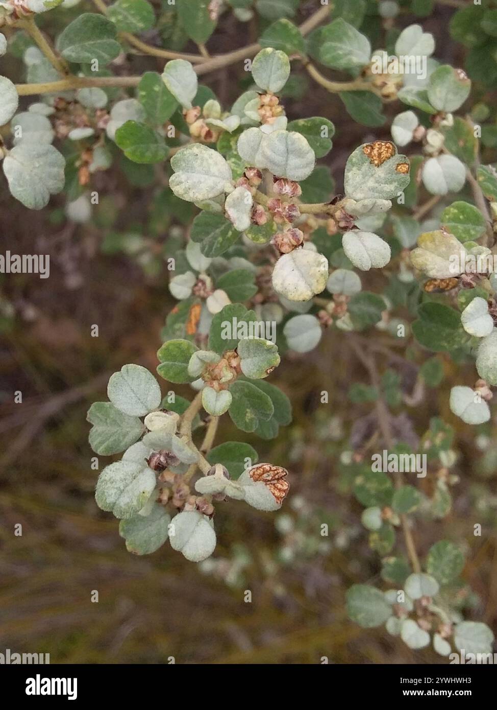 Australian dusty miller (Spyridium parvifolium Stock Photo - Alamy