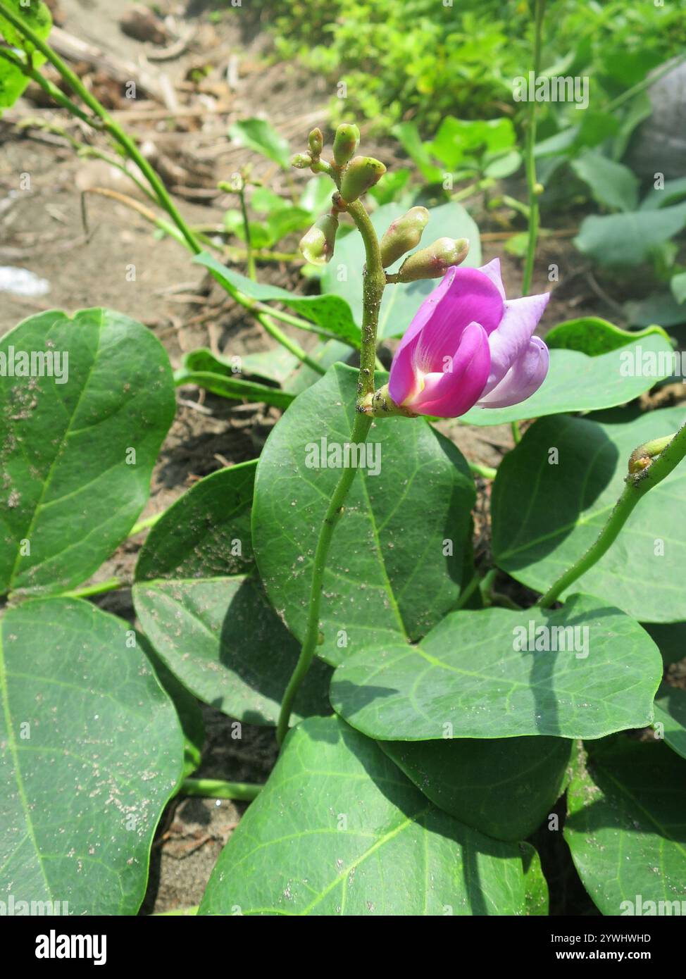 Beach Bean (Canavalia rosea Stock Photo - Alamy