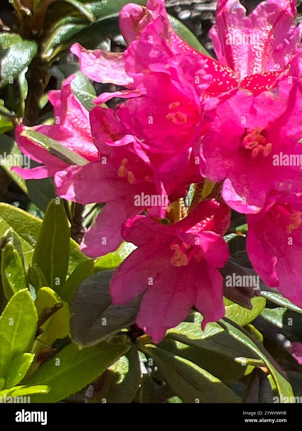 Rusty-leaved Alpenrose (Rhododendron ferrugineum Stock Photo - Alamy