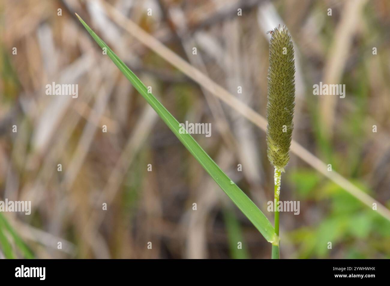 Creeping Foxtail (Alopecurus arundinaceus Stock Photo - Alamy