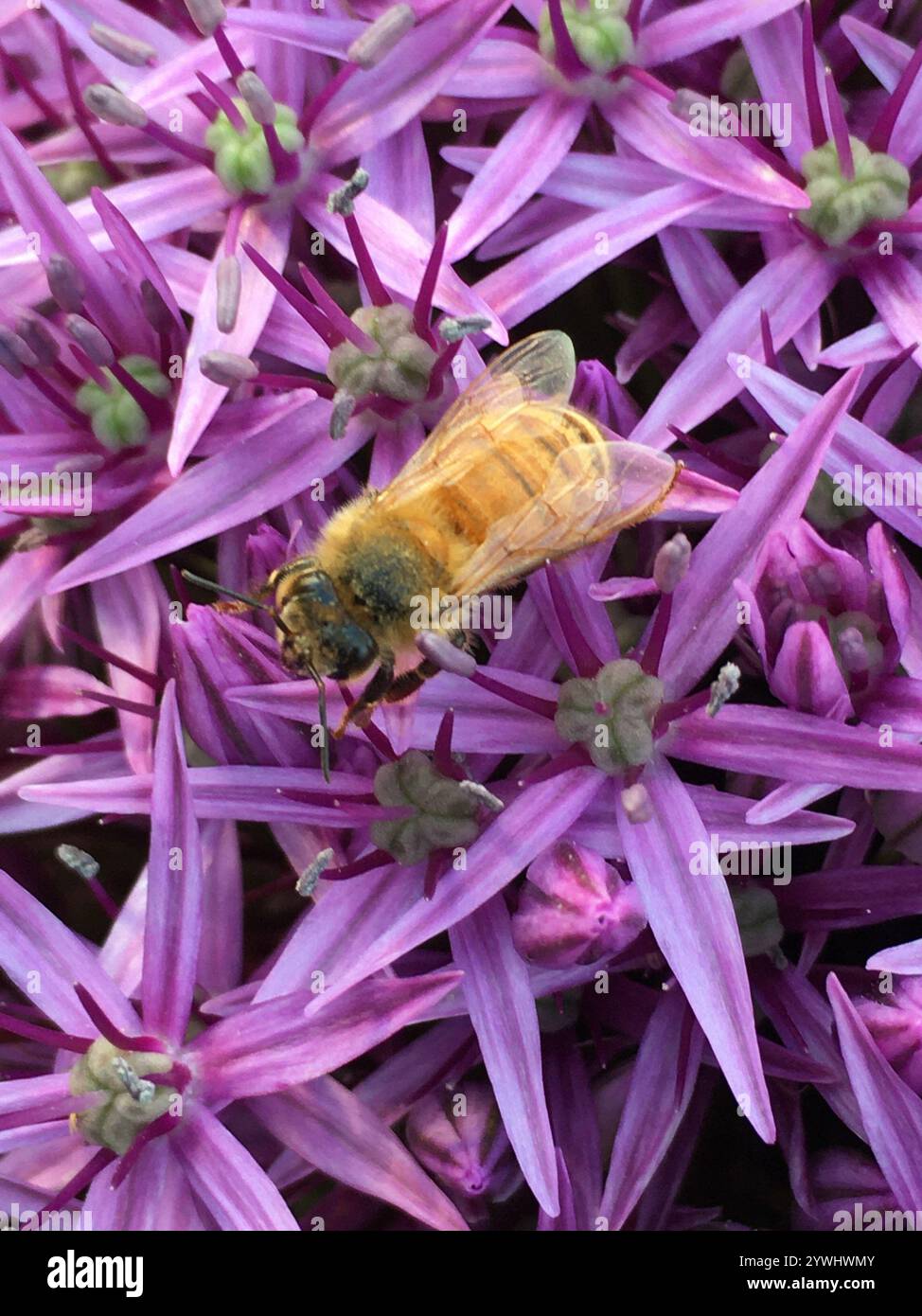 Western Honey Bee (Apis mellifera Stock Photo - Alamy