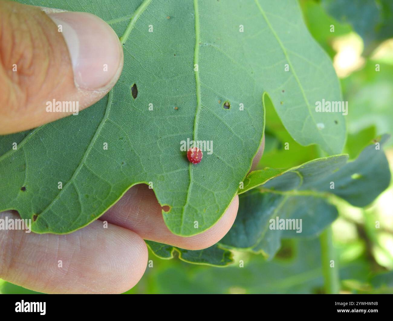 Striped Pea Gall Wasp (Cynips longiventris Stock Photo - Alamy