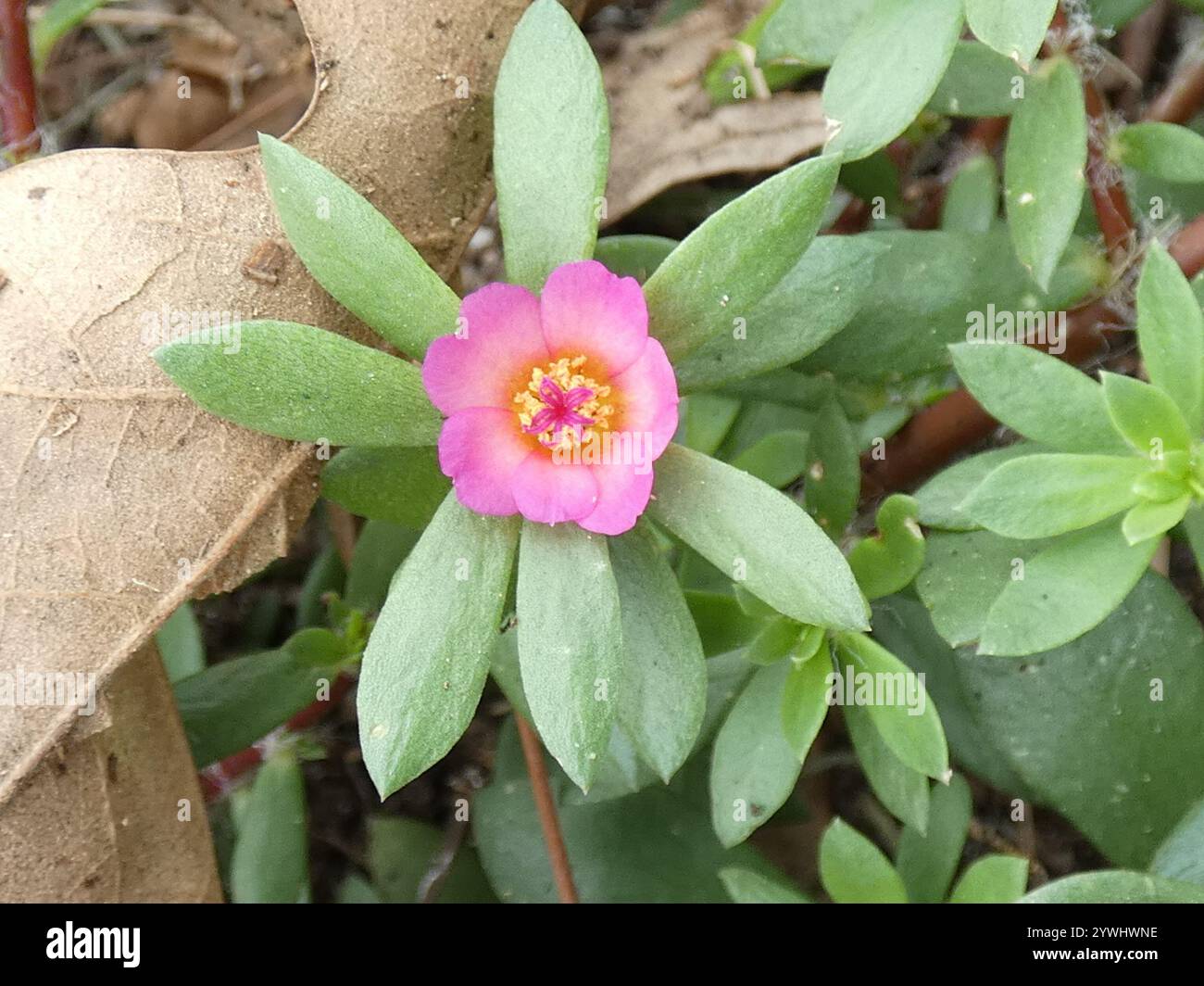Paraguayan Purslane (Portulaca amilis Stock Photo - Alamy
