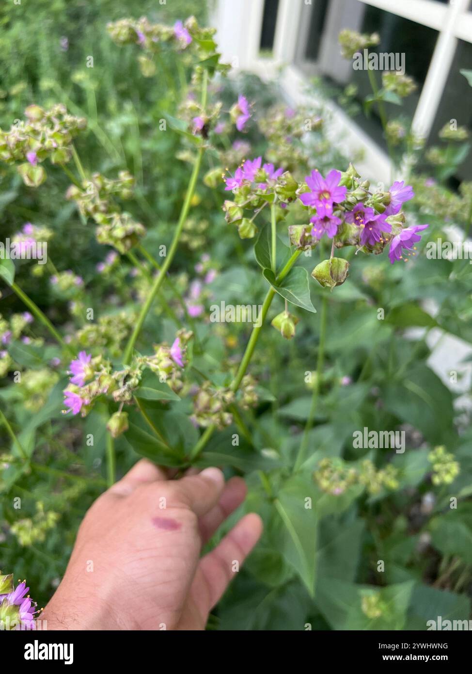 Wild Four o'Clock (Mirabilis nyctaginea Stock Photo - Alamy