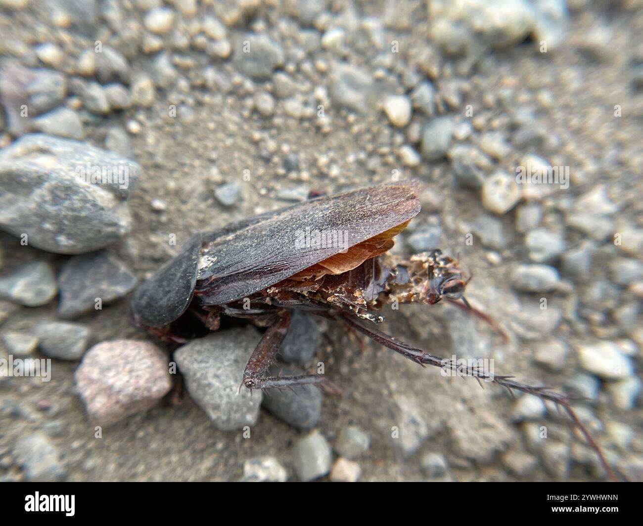 Oriental Cockroach (Blatta orientalis Stock Photo - Alamy