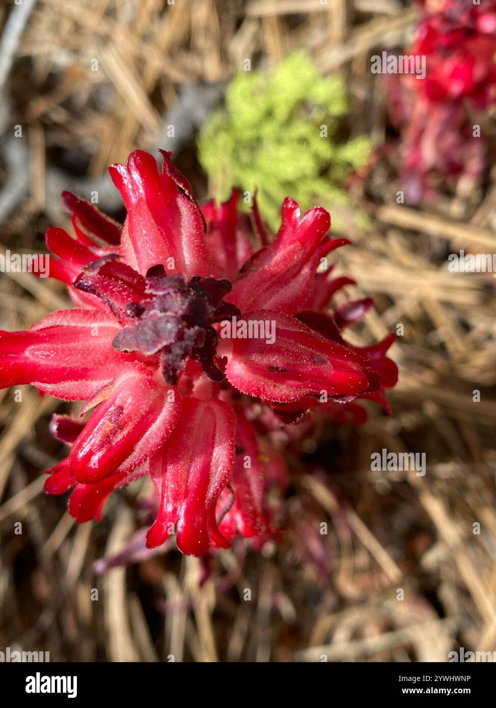Snowplant (Sarcodes sanguinea Stock Photo - Alamy