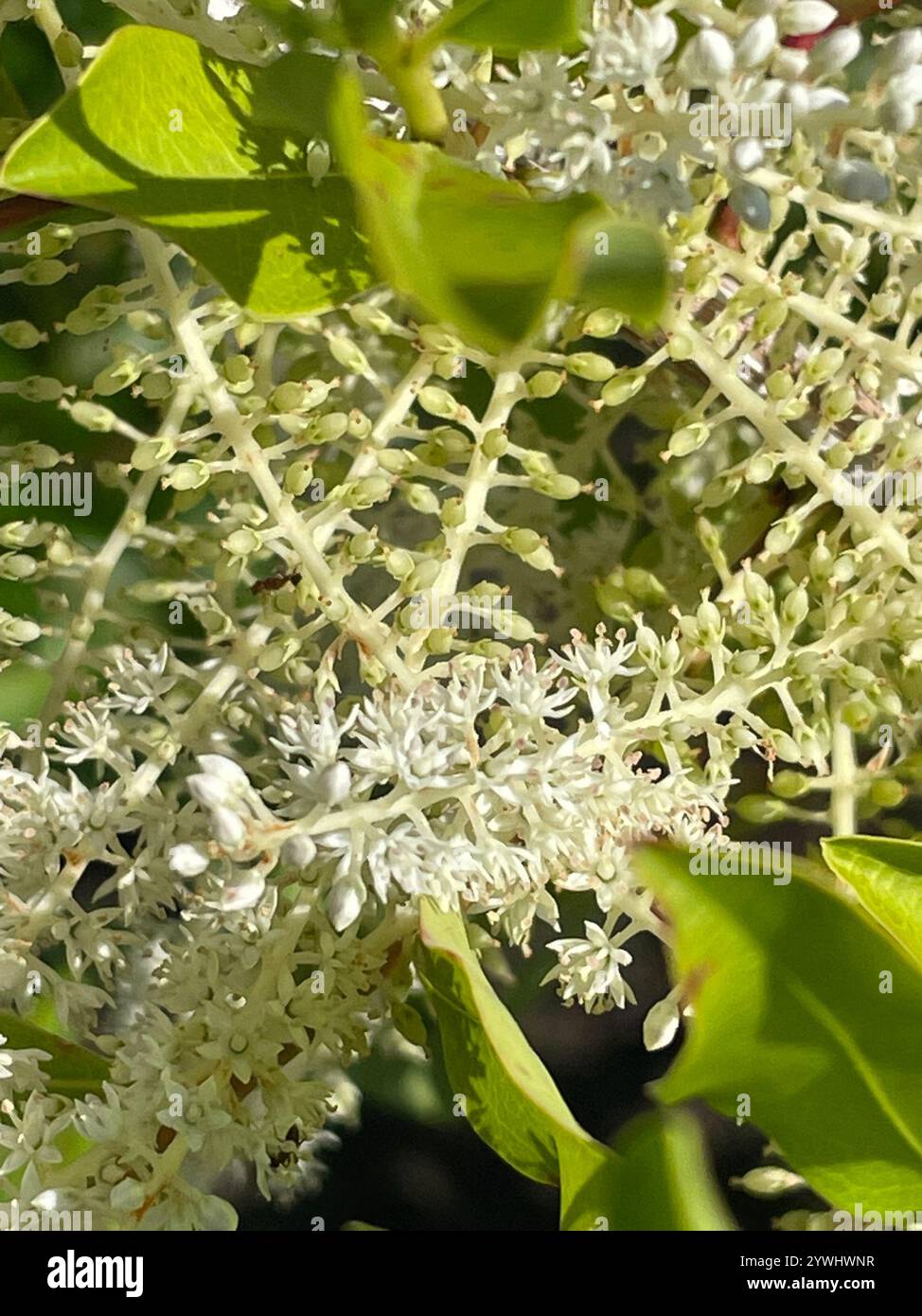 Swamp titi (Cyrilla racemiflora Stock Photo - Alamy