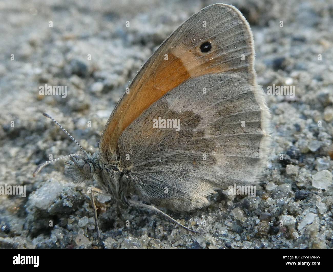 Common Ringlet (Coenonympha california Stock Photo - Alamy