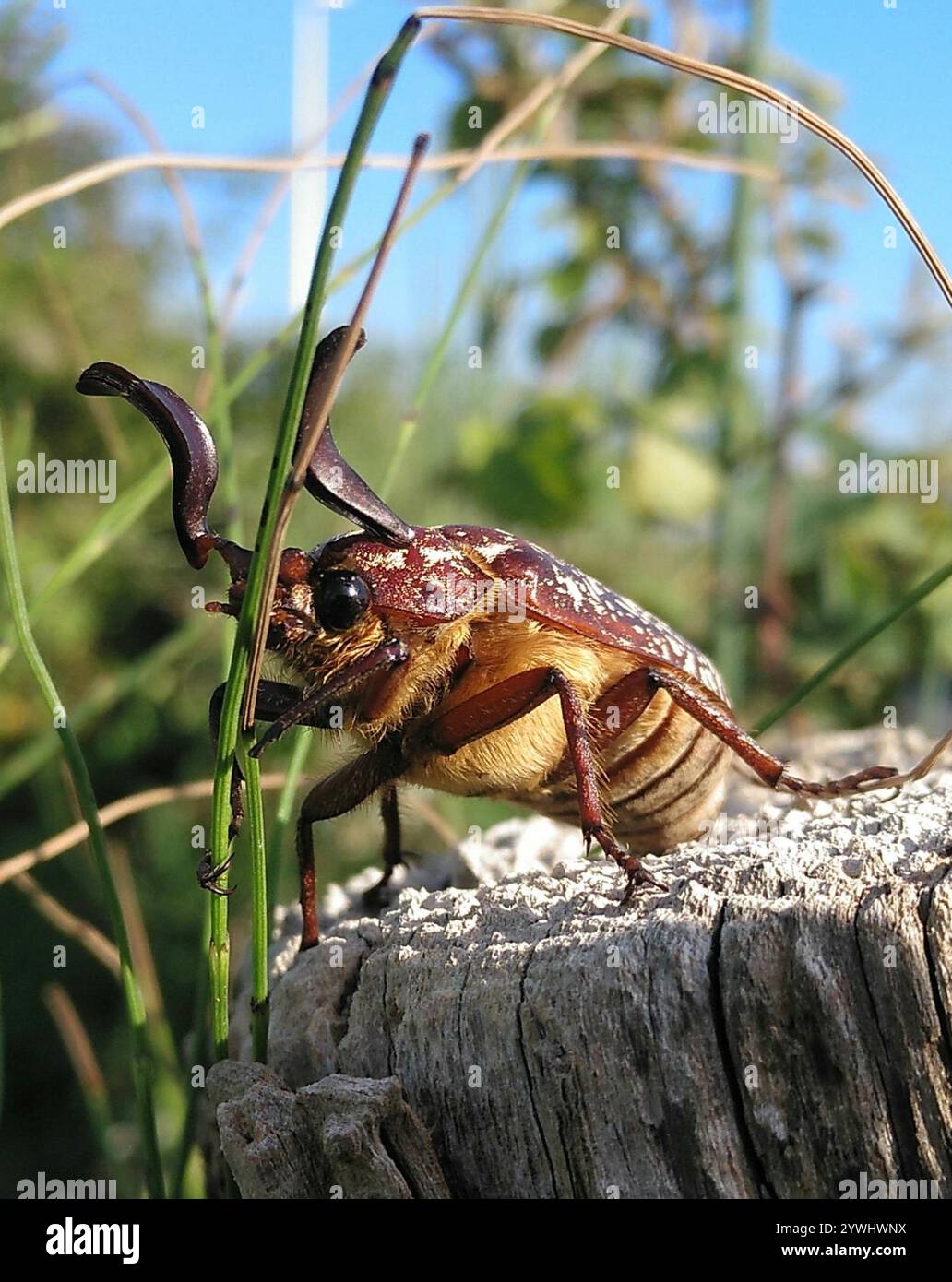 Pine Chafer (Polyphylla fullo Stock Photo - Alamy