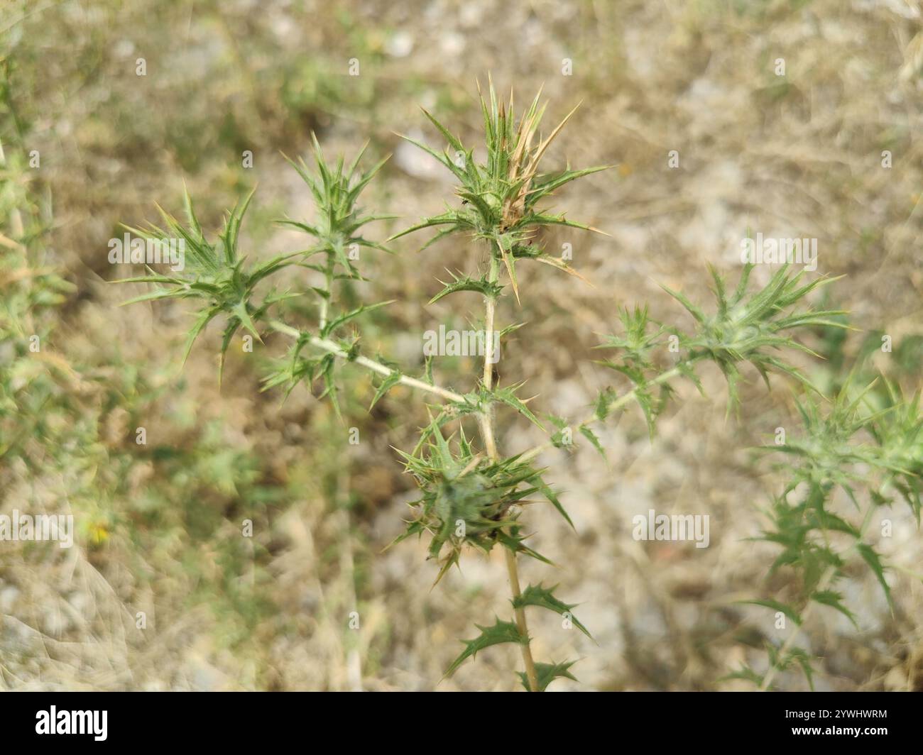 woolly distaff thistle (Carthamus lanatus Stock Photo - Alamy