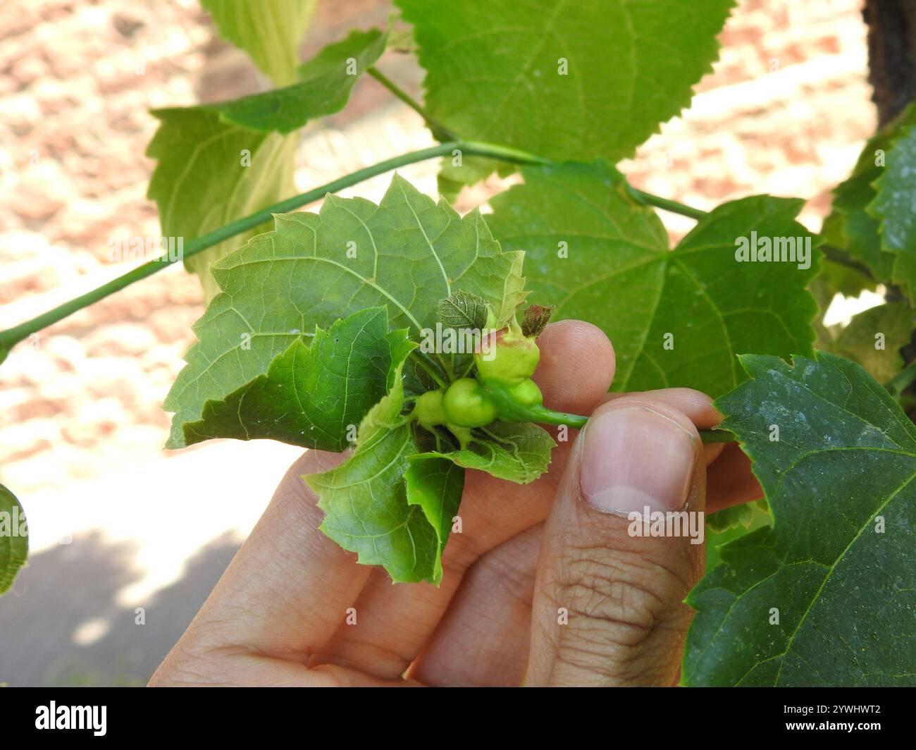 Lime Leaf-stalk Gall-midge (Contarinia tiliarum Stock Photo - Alamy