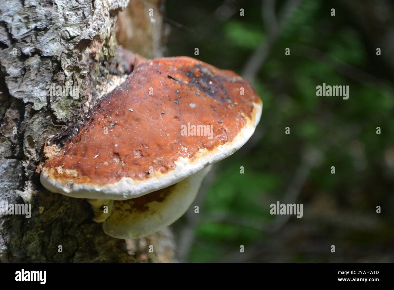 Northern Red Belt (Fomitopsis mounceae Stock Photo - Alamy