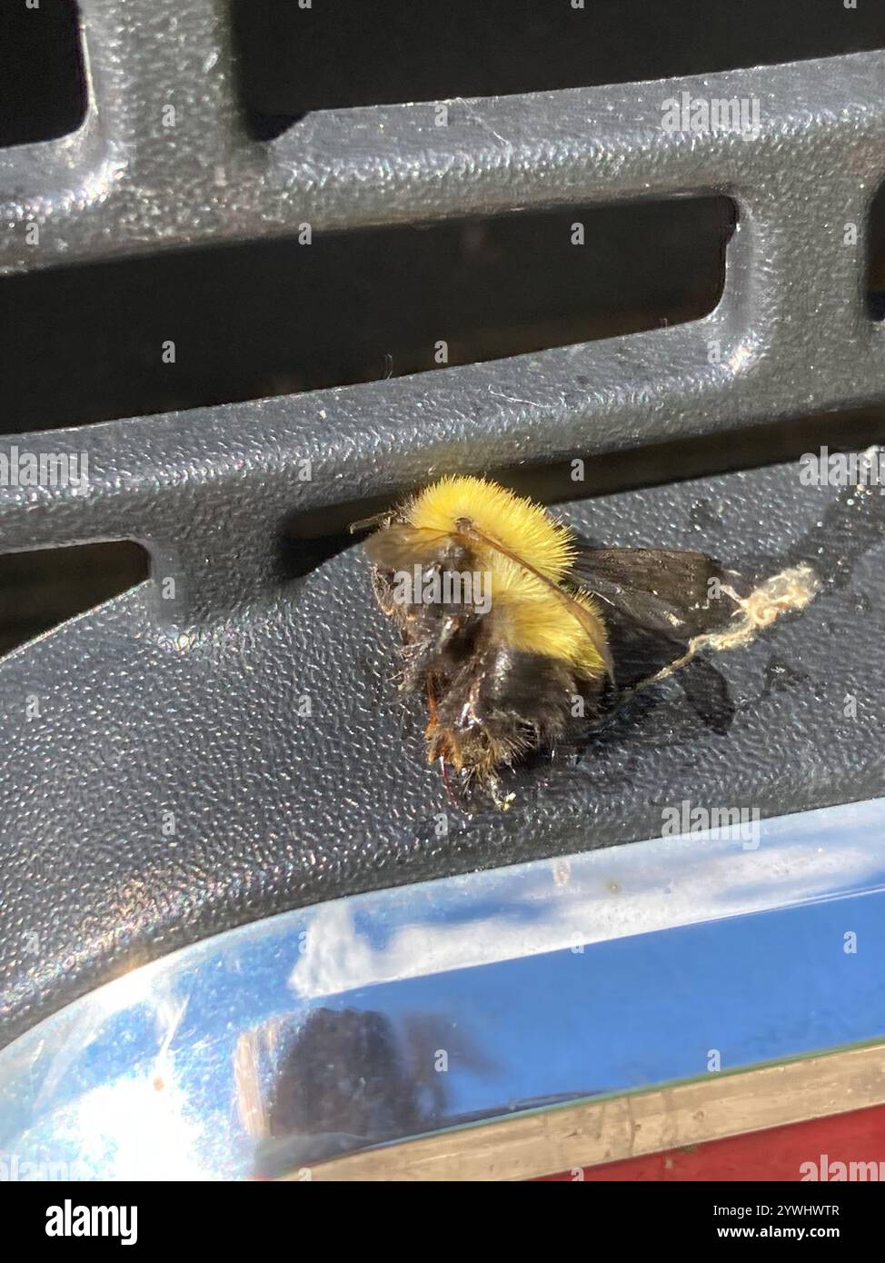 Perplexing Bumble Bee (Bombus perplexus Stock Photo - Alamy