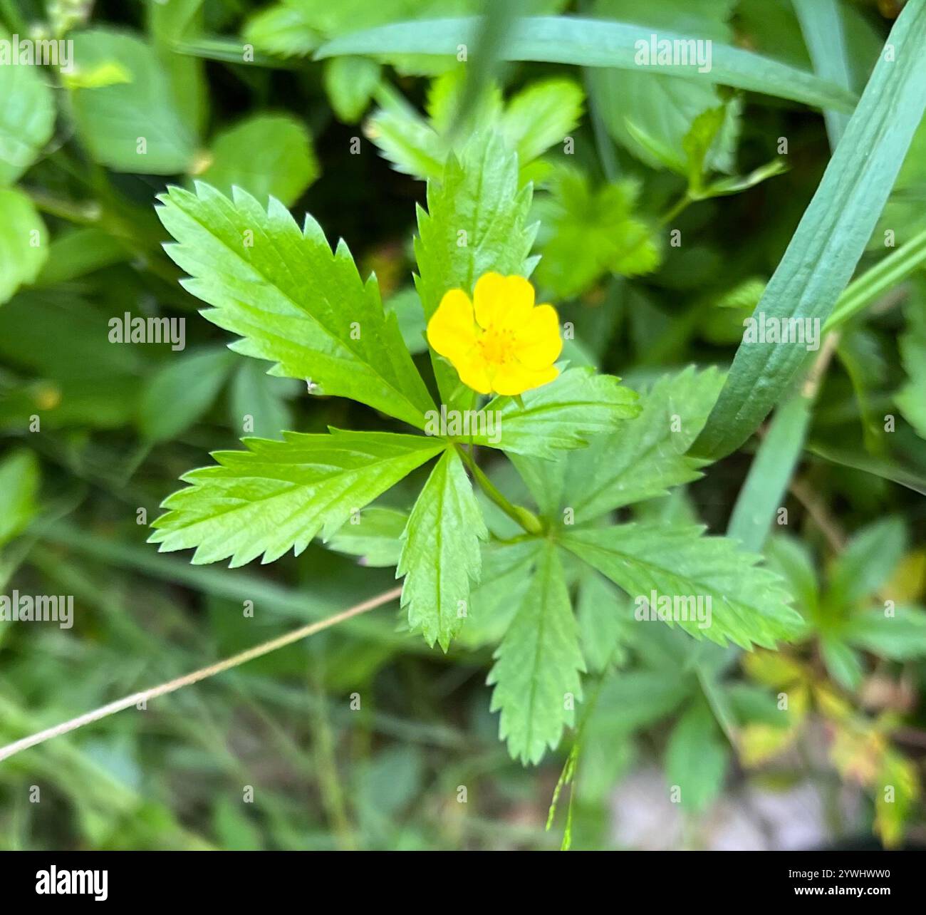 Potentilla simplex hi-res stock photography and images - Alamy
