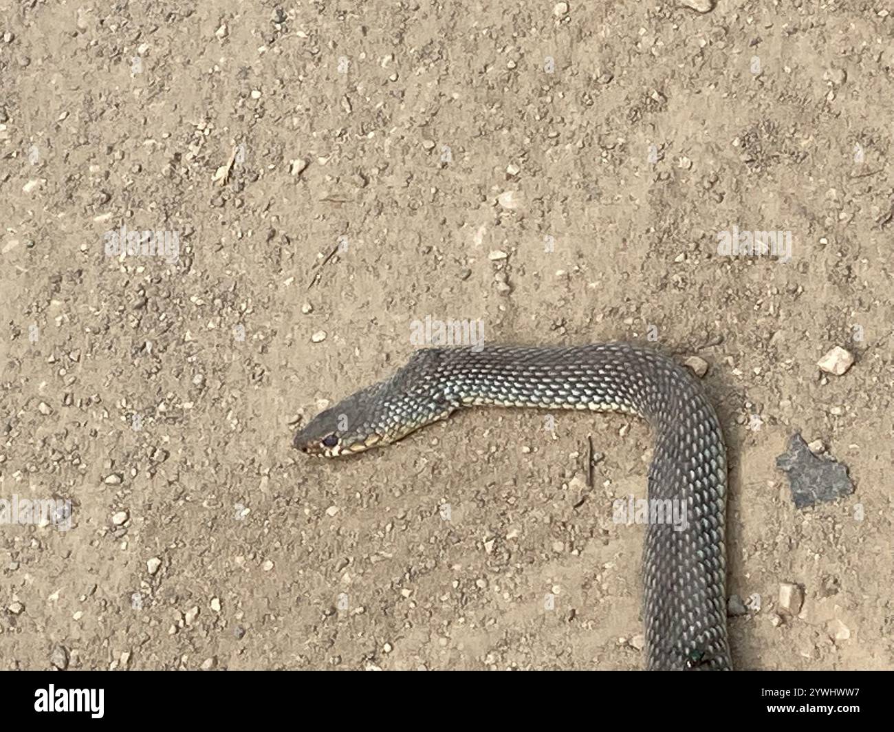 Caspian Whipsnake (Dolichophis caspius Stock Photo - Alamy