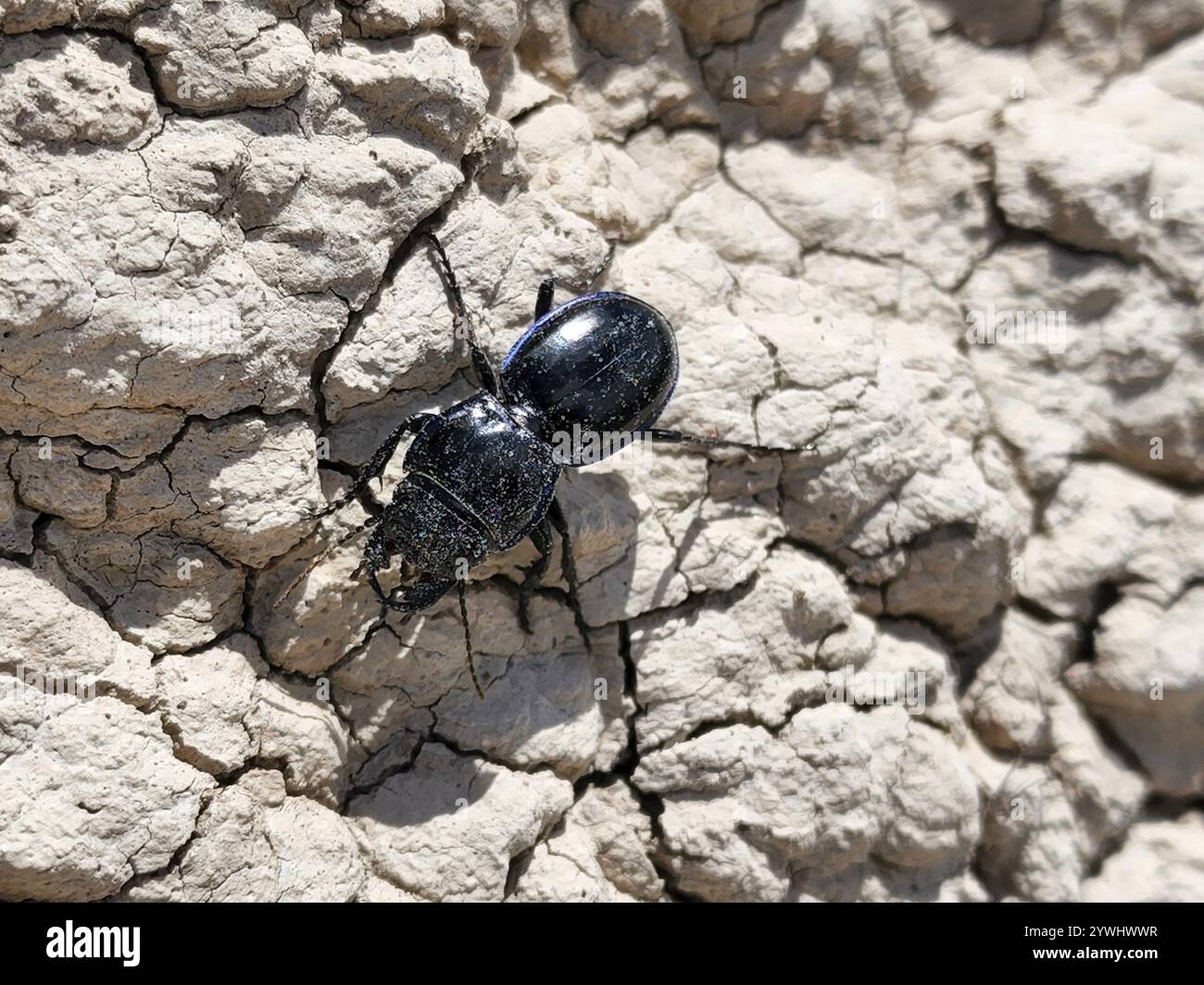 Pasimachus beetle hi-res stock photography and images - Alamy