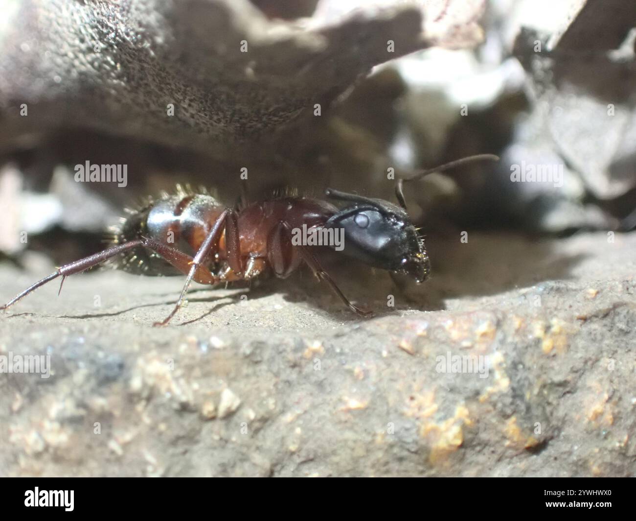 Camponotus vicinus hi-res stock photography and images - Alamy