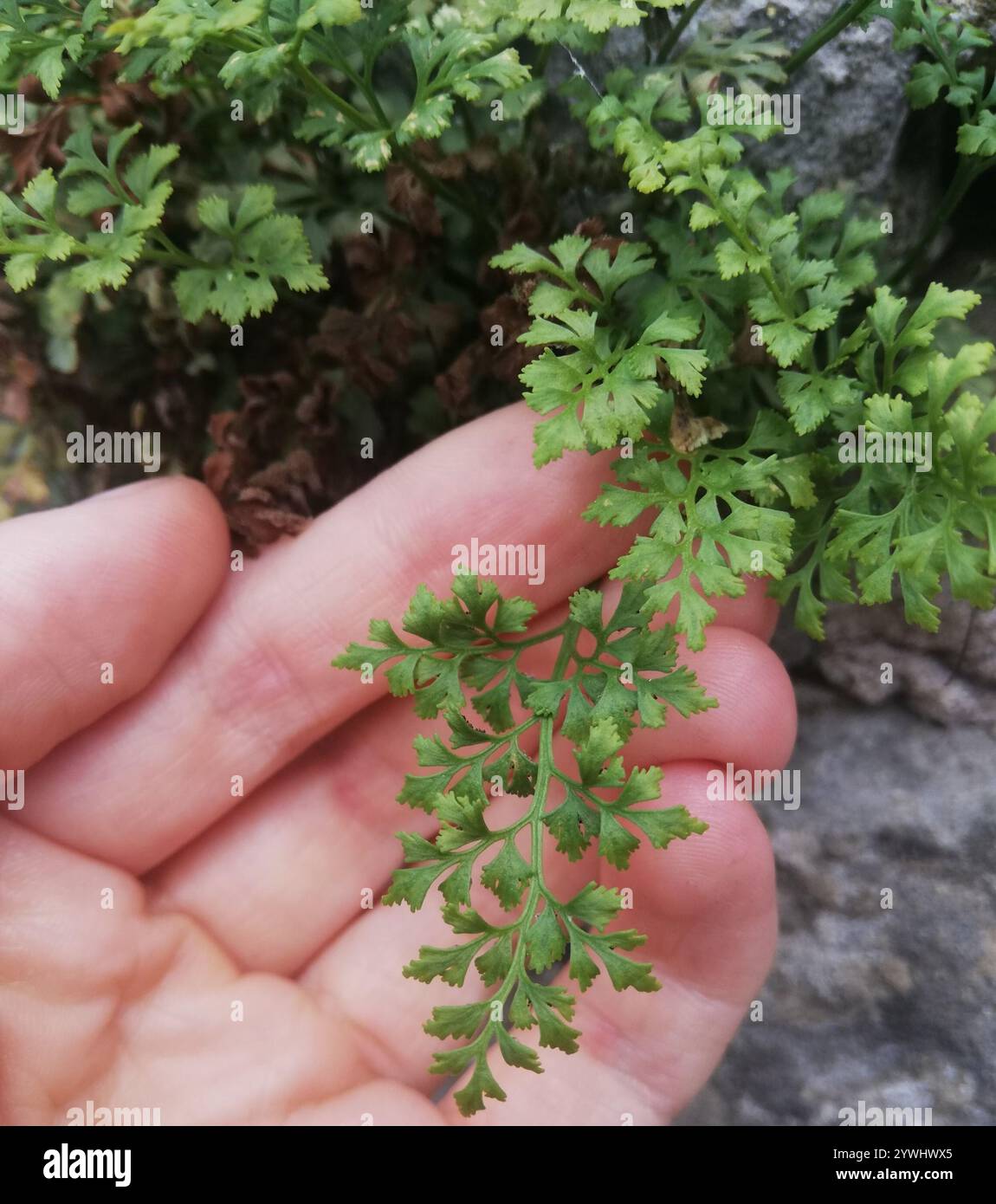 wall-rue (Asplenium ruta-muraria Stock Photo - Alamy