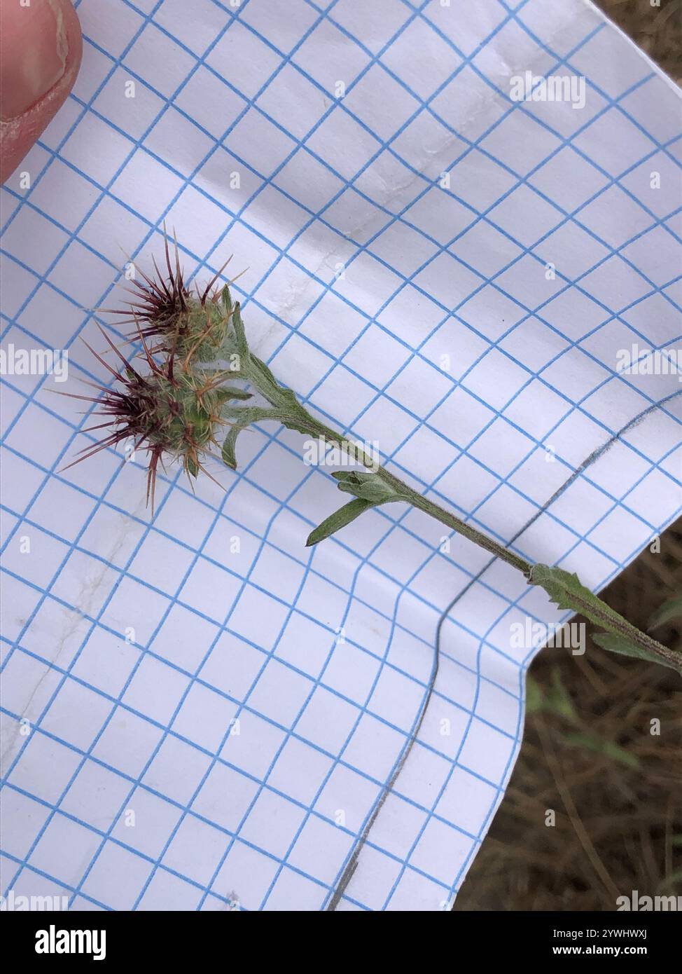 Maltese star-thistle (Centaurea melitensis Stock Photo - Alamy