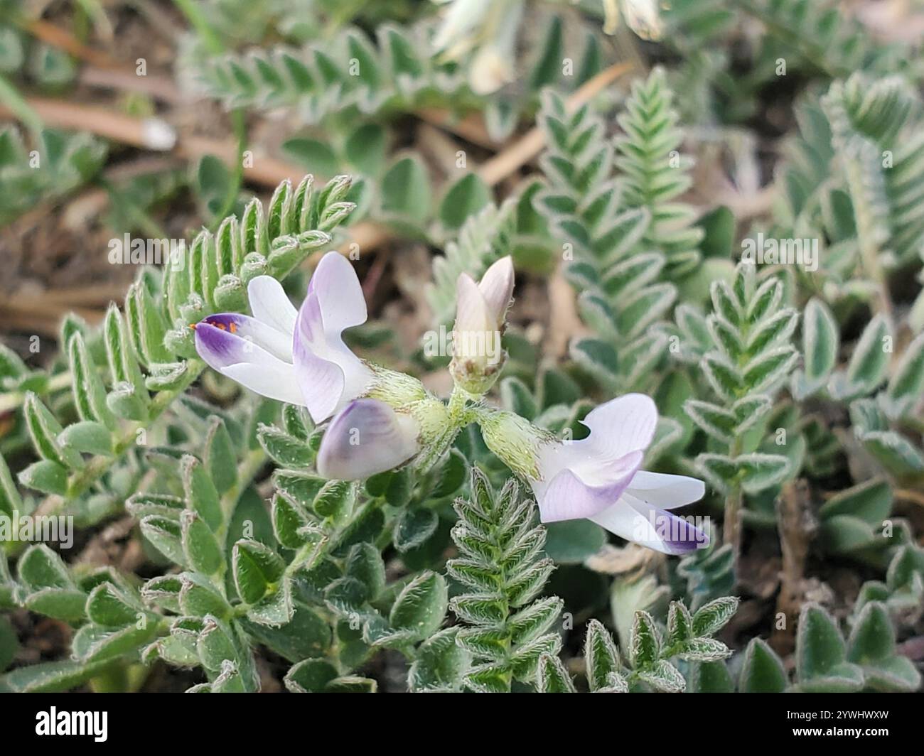 Alpine Milkvetch (Astragalus alpinus Stock Photo - Alamy