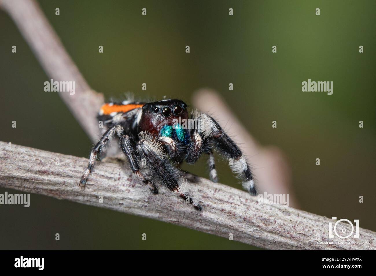 Workman's Jumping Spider (Phidippus workmani Stock Photo - Alamy
