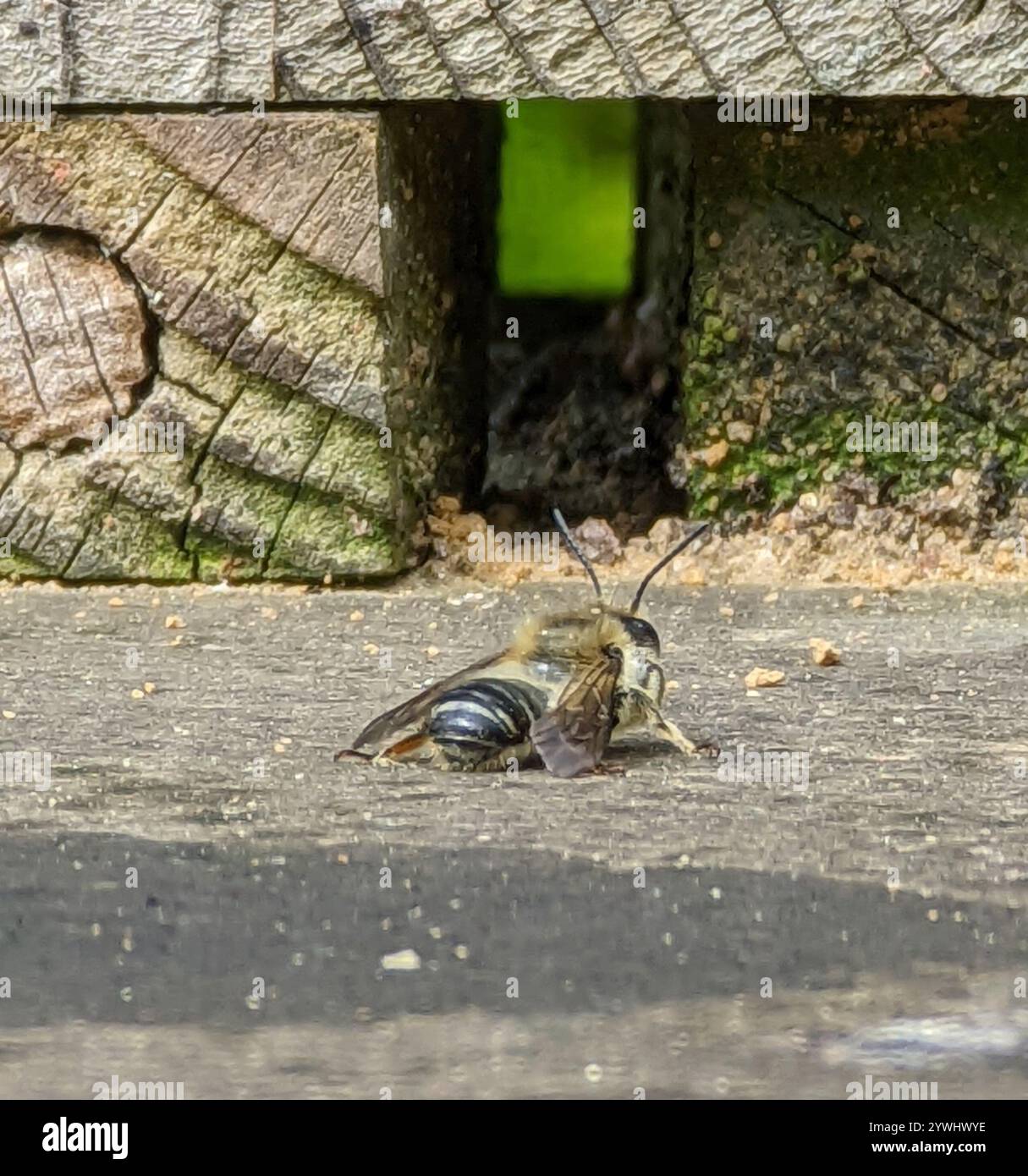 Leafcutter, Mortar, and Resin Bees (Megachile Stock Photo - Alamy