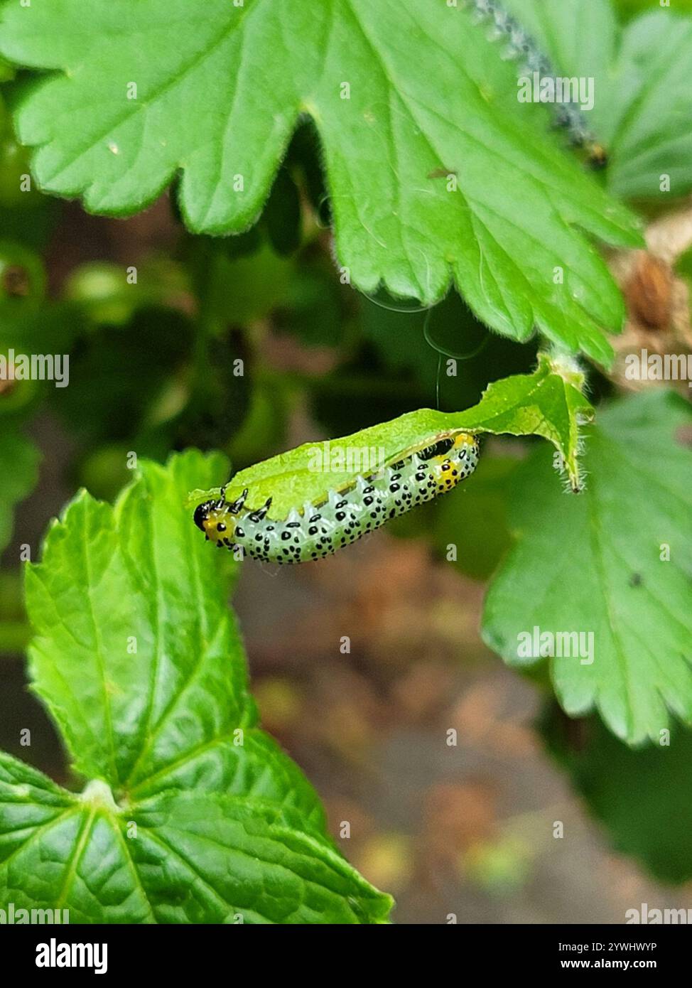 Imported currantworm hi-res stock photography and images - Alamy