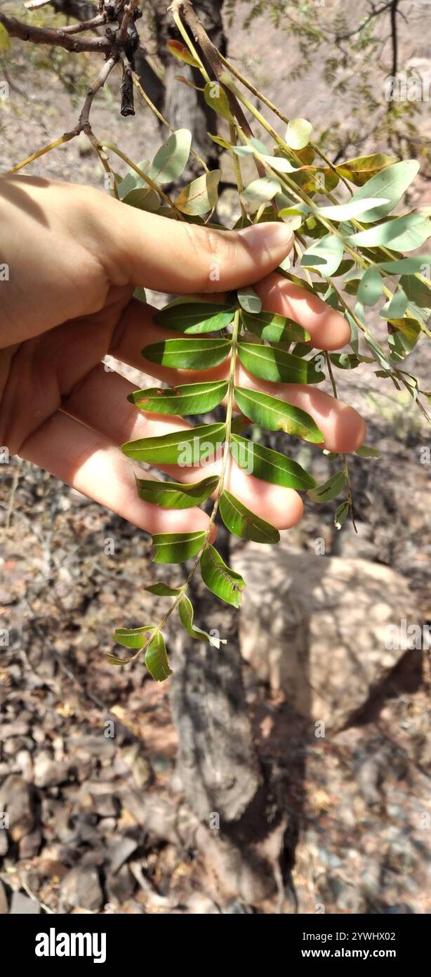 Schinopsis lorentzii hi-res stock photography and images - Alamy