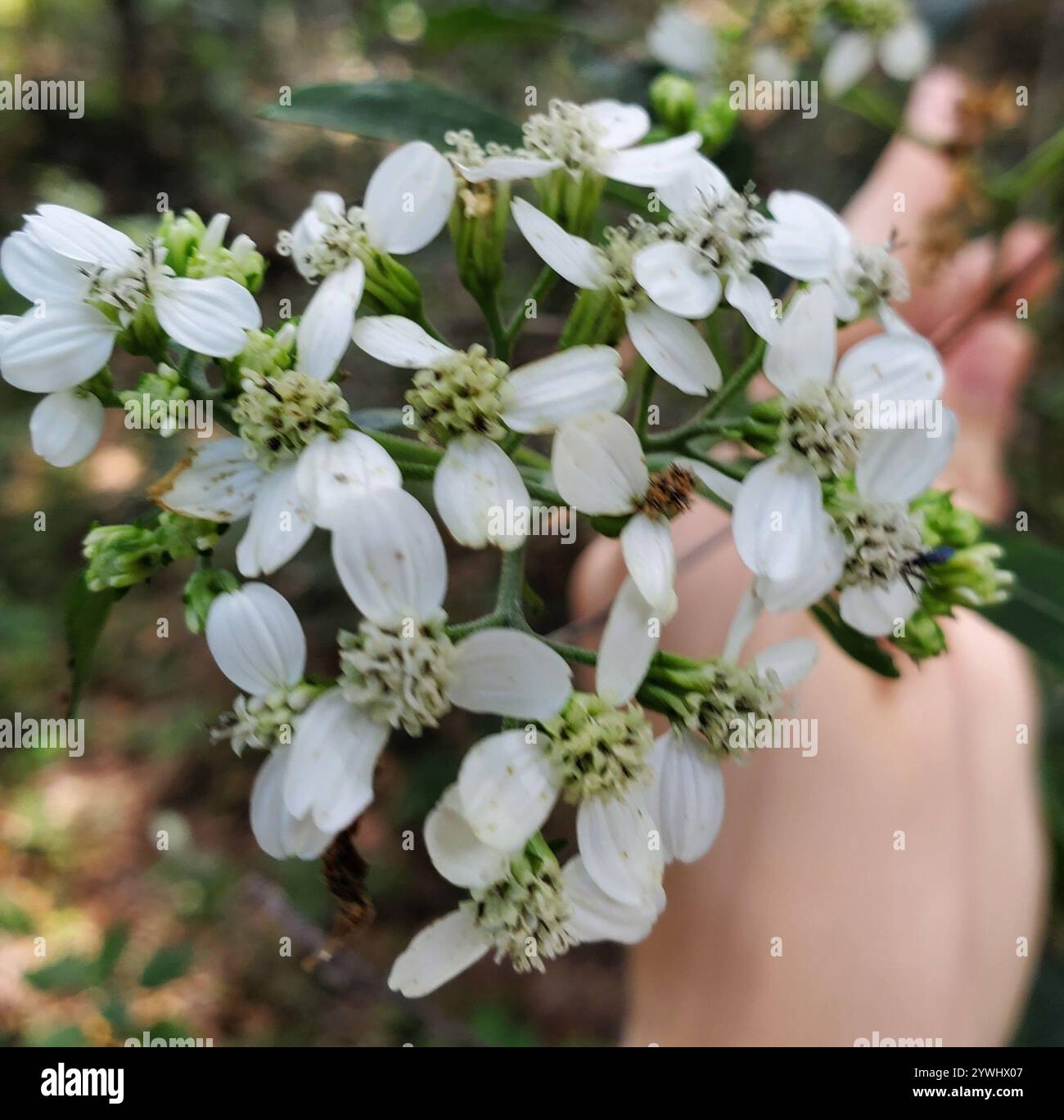 frostweed (Verbesina virginica Stock Photo - Alamy