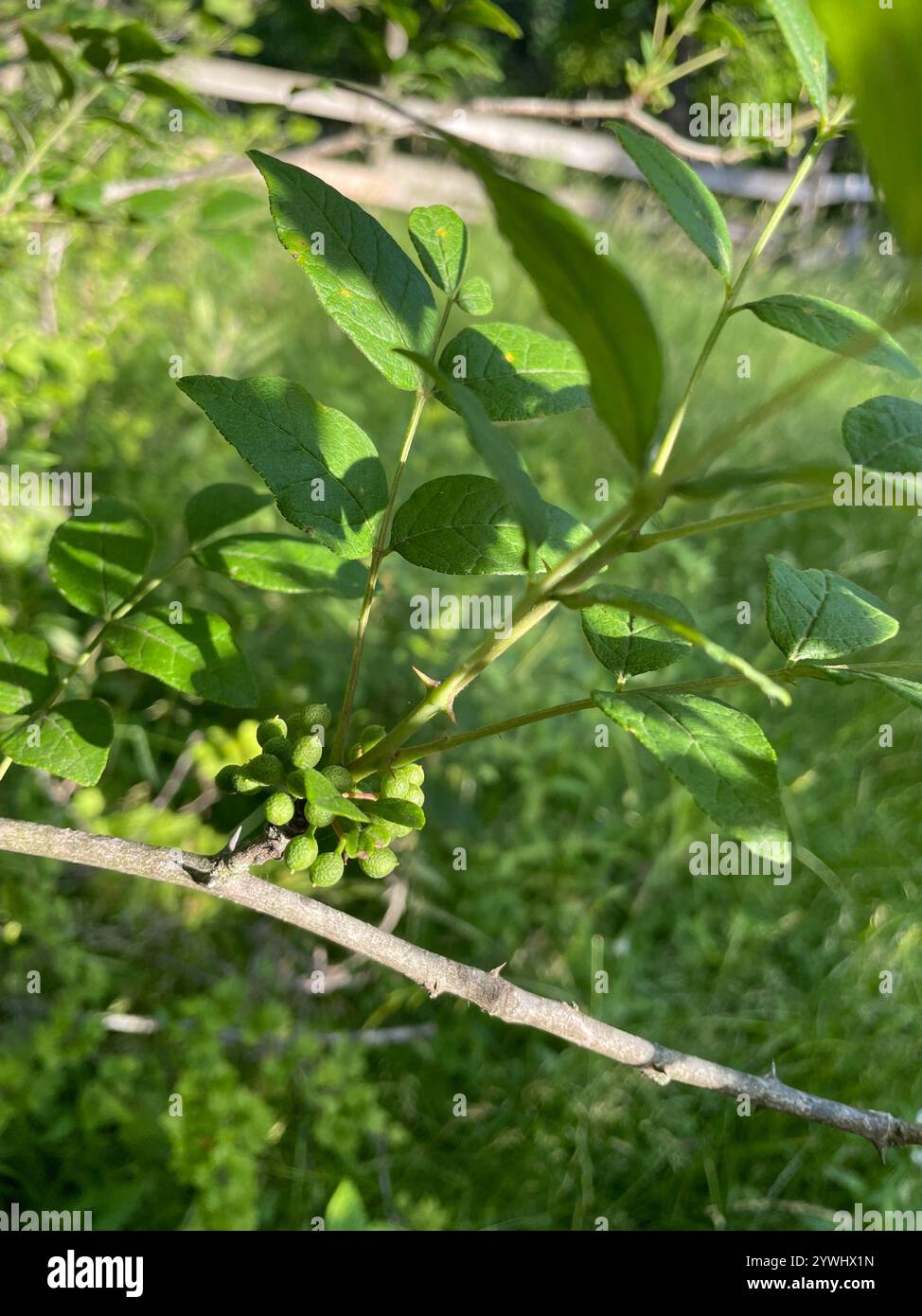 common prickly ash (Zanthoxylum americanum Stock Photo - Alamy