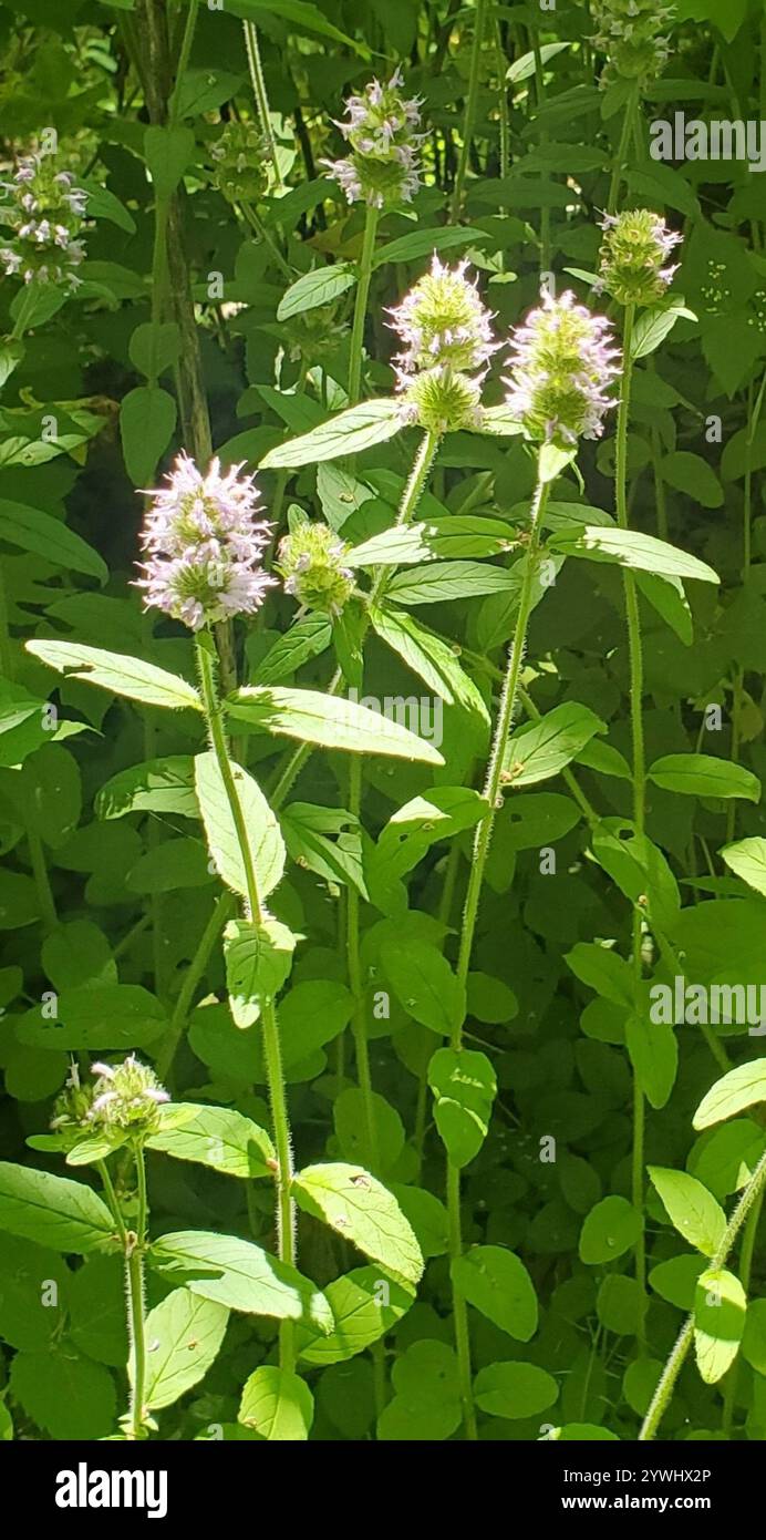 downy pagoda plant (Blephilia ciliata Stock Photo - Alamy