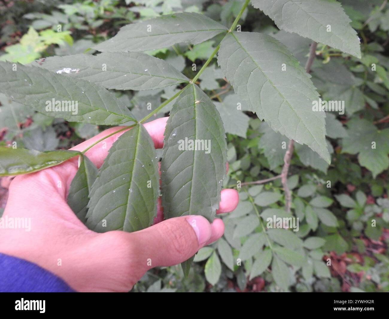 European ash (Fraxinus excelsior Stock Photo - Alamy