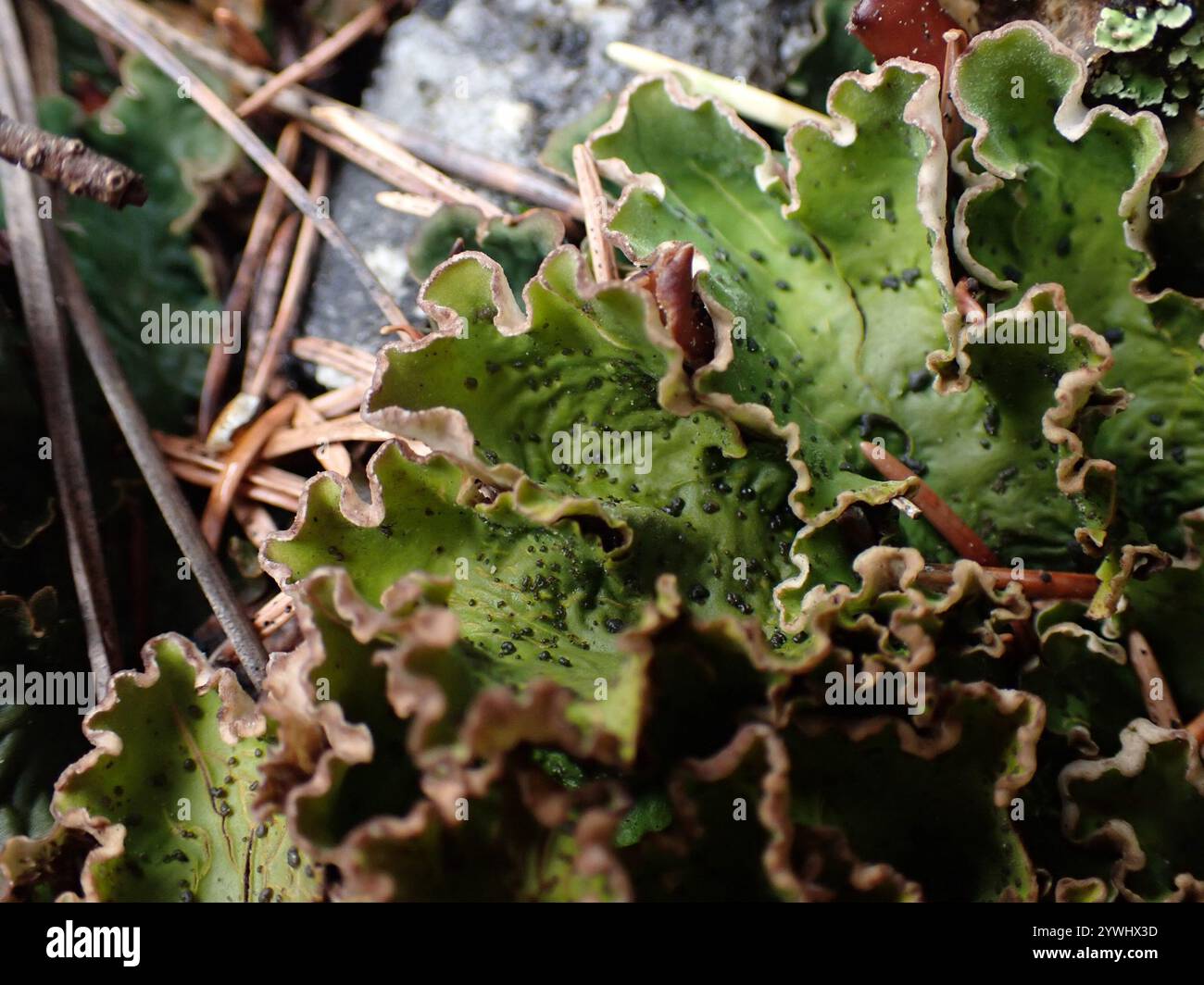 freckled pelt lichen (Peltigera aphthosa Stock Photo - Alamy