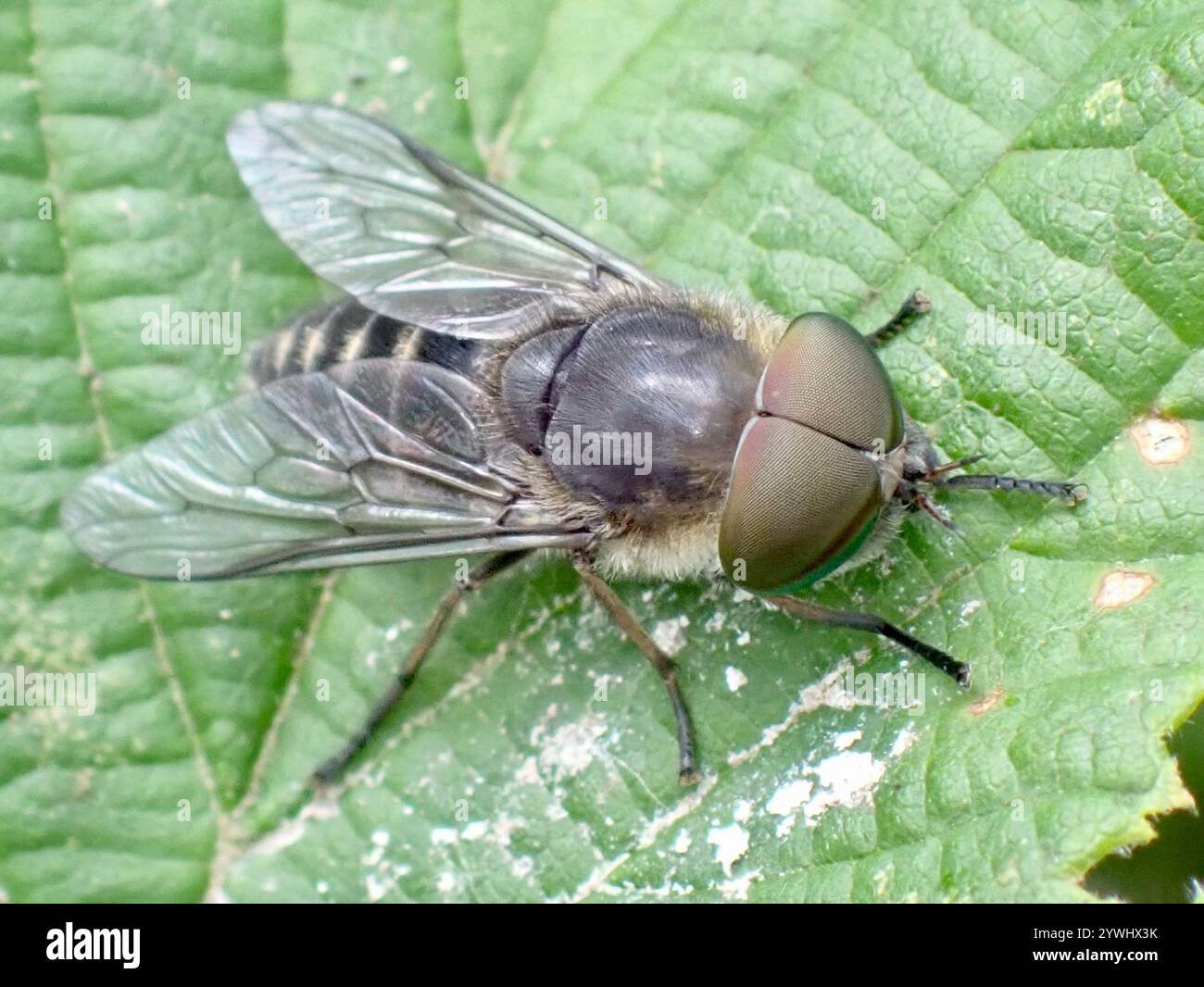 True Horse Flies (Tabanus Stock Photo - Alamy