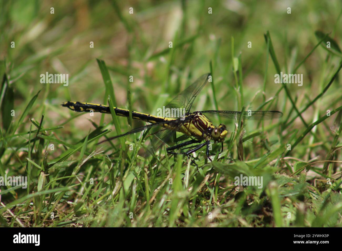Black-shouldered Spinyleg (Dromogomphus spinosus Stock Photo - Alamy